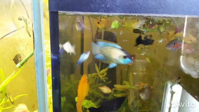 Консультация по аквариуиу