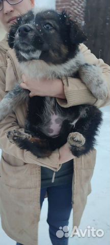 Крупный щенок девочка