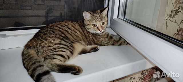Кошка
