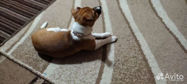 Собаки щенки породистые