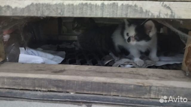 Котята ищут дом