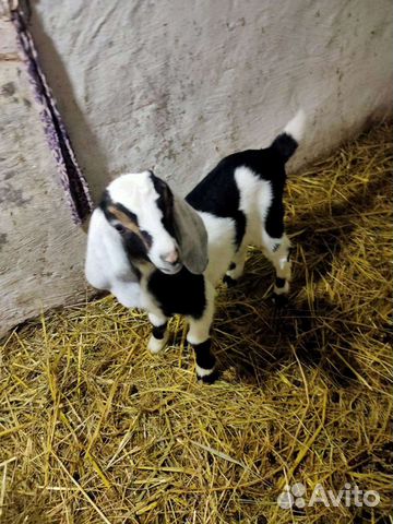 Нубийский козлик