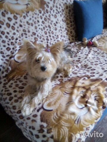 Йоркширский терьер бесплатно