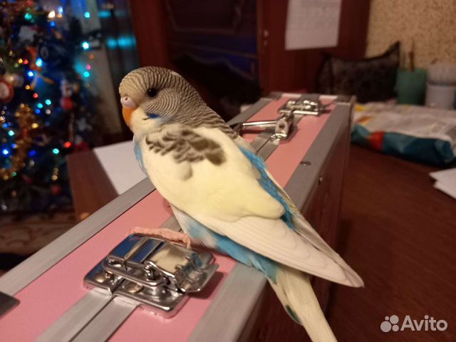 Продается волнистый попугайчик самочка