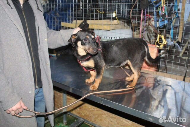 Собачка Нюрка в добрые руки