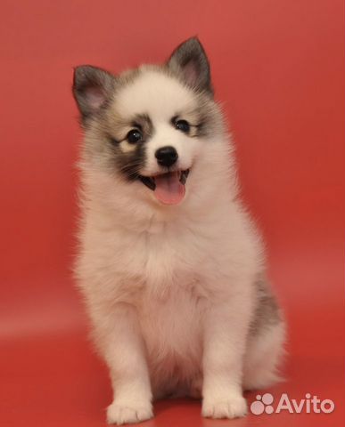 Мальчик помски