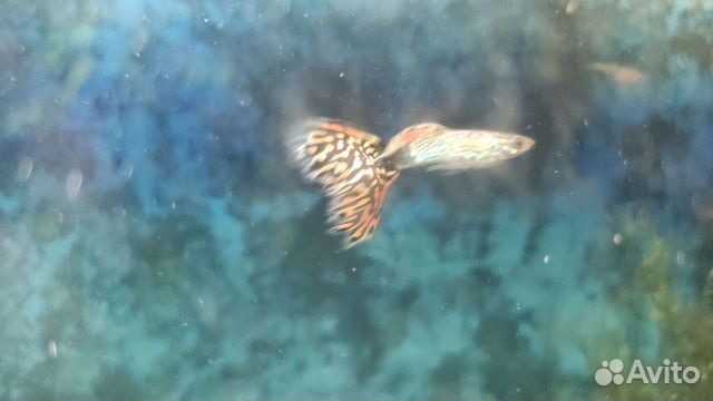 Гуппи и растения