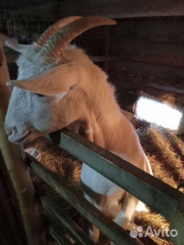 Коза зааненская. 1мес