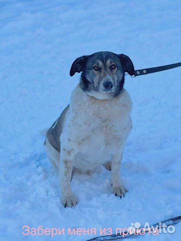 Сладкий Пончик