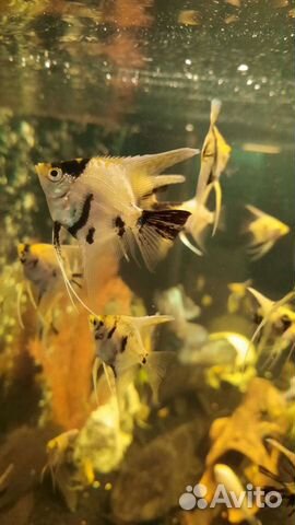 Рыбки скалярии