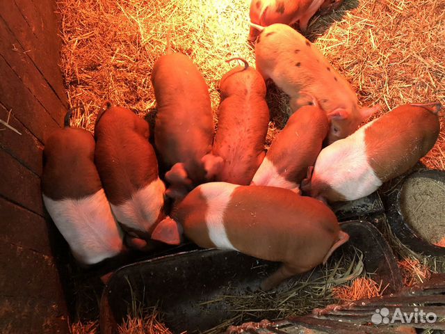 Продаются поросята 1 мес,хряк дюрок,свинья помесь