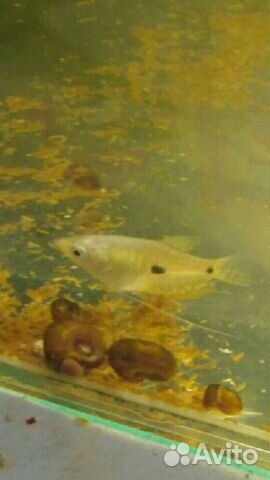 Аквариумные рыбки гурами