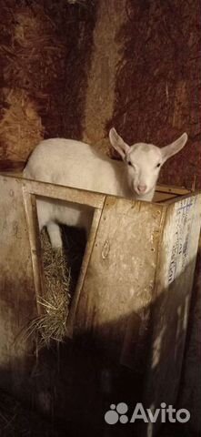 Две козы и трёх козлят