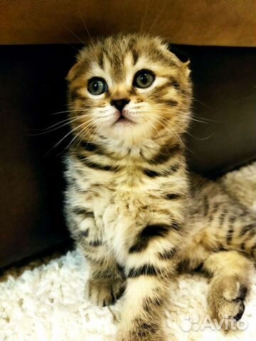 Шотландские котята