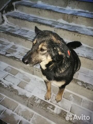 Супер пёс