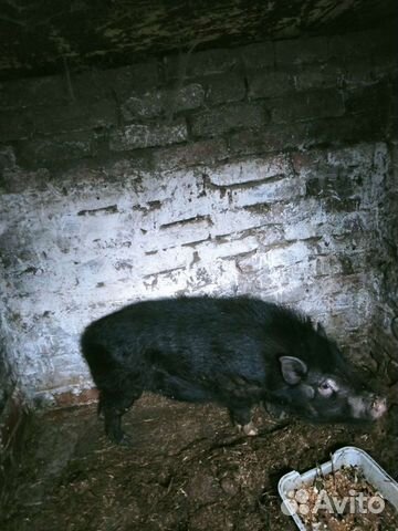 Продается хряк на племя