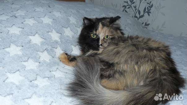 Кошечка Варя, стерилизована