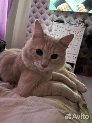 Котики бесплатно в добрые руки