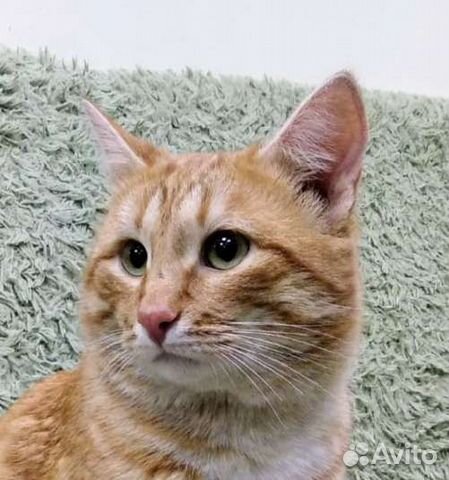 Солнечный котик Фокс, 1,5 года