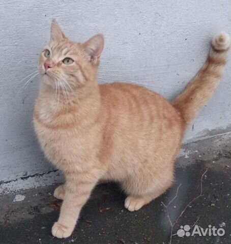 Кошка ласковая в добрые руки