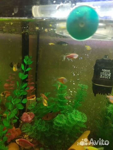 Рыбки данио