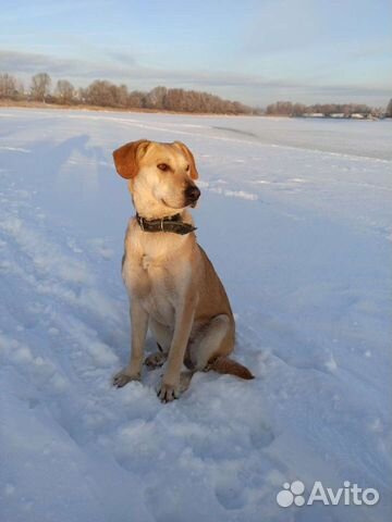 Активная собака в дар