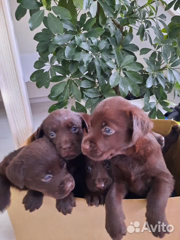 Щенки лабрадора