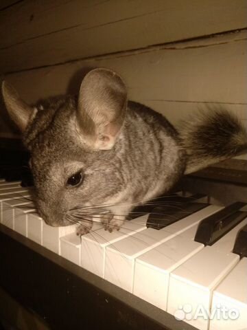 Шиншилла стандарт