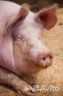 Свинья ландрасс
