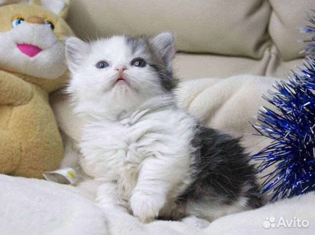 Котята Манчкин