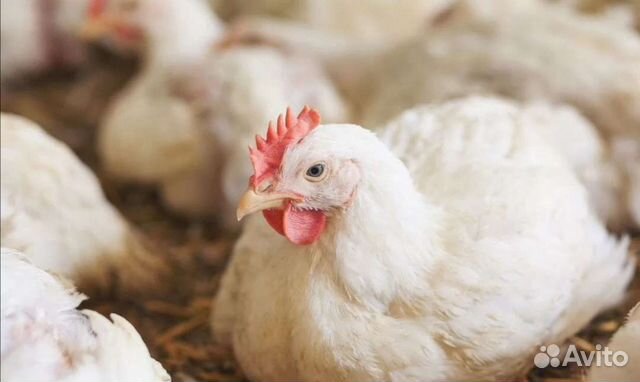 Куры бройлеры живым весом