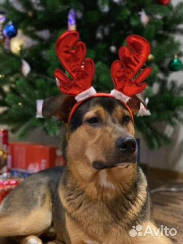 Отдам в добрые руки