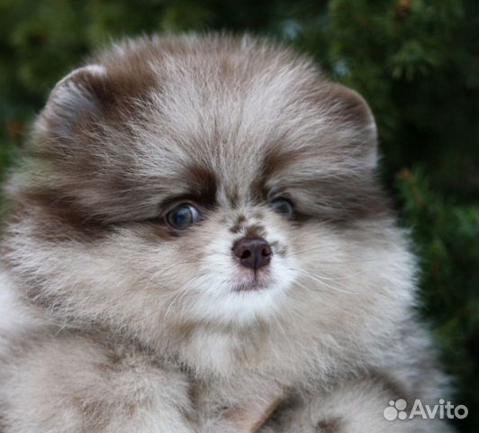 Шоколадный мерле