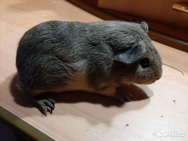 Морская свинка