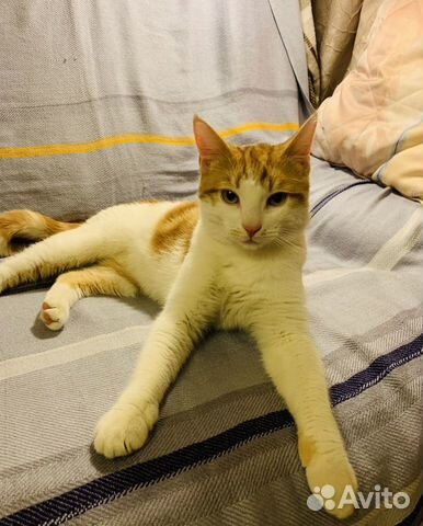 Рыже-белый ласковый котик 1 год