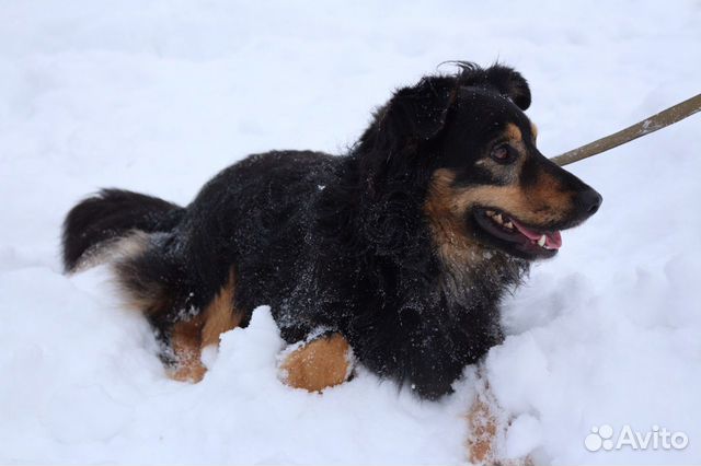 Собака ищет дом