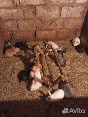 Кролики молодняк