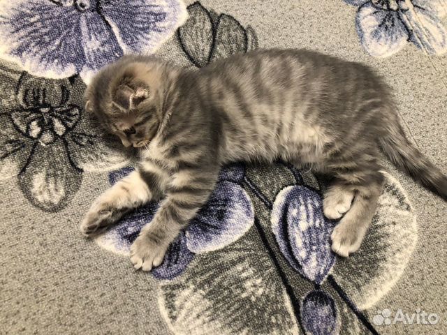 Котёнок Шотландцкий Вислоухий