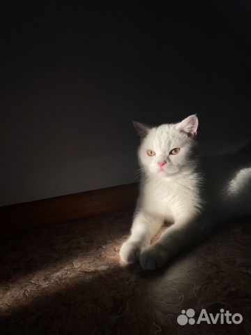 Вязка прямоухий шотландец