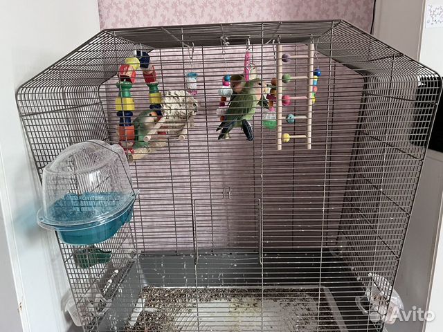 Попугай неразлучники бесплатно