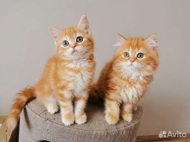 Шотландские котята две девочки