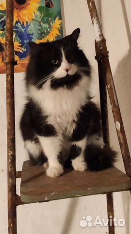 Пушистый маркиз Малыш (Внушительных размеров)