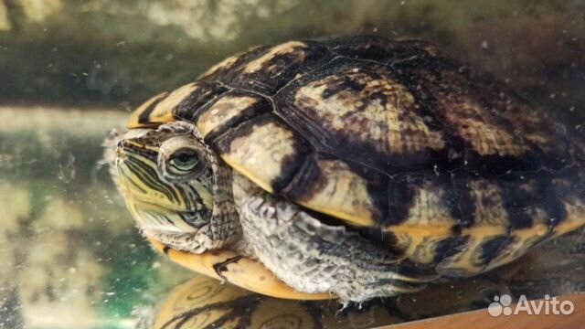 Черепаха с аквариумом