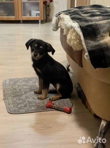 Щенок-малышка-пуговка в добрые руки