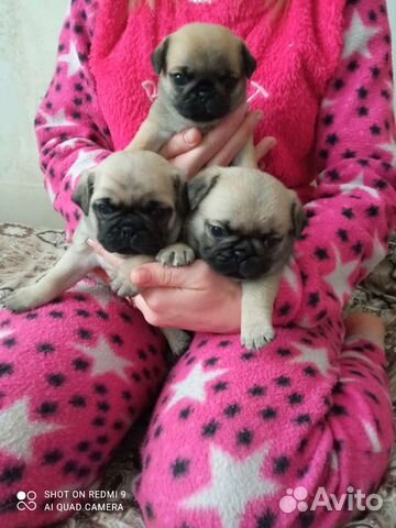 Щенки мопса