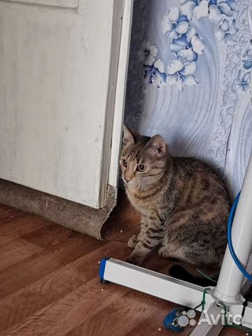 Доброй ночи, отдам кошу в добрые руки ей 9 месяцев