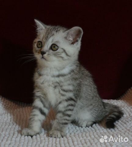 Мальчик, вискас на серебре