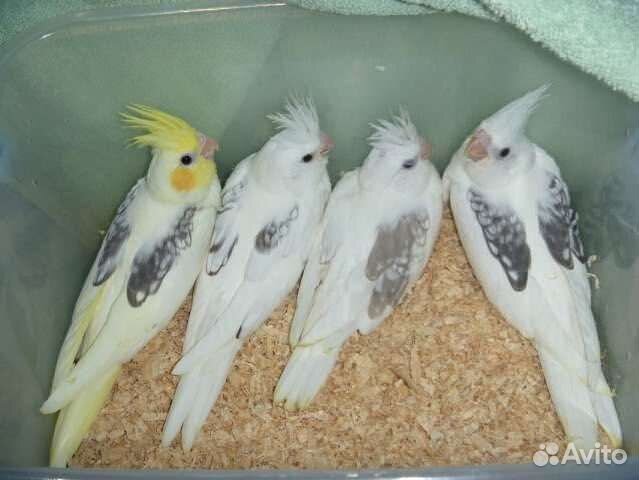 Корели безщекие