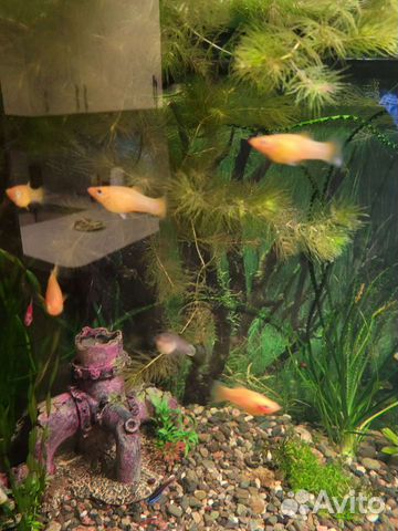 Молинезии золотые, (жёлтые)