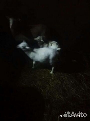 Чистопородные катумские ягнята 3месячные